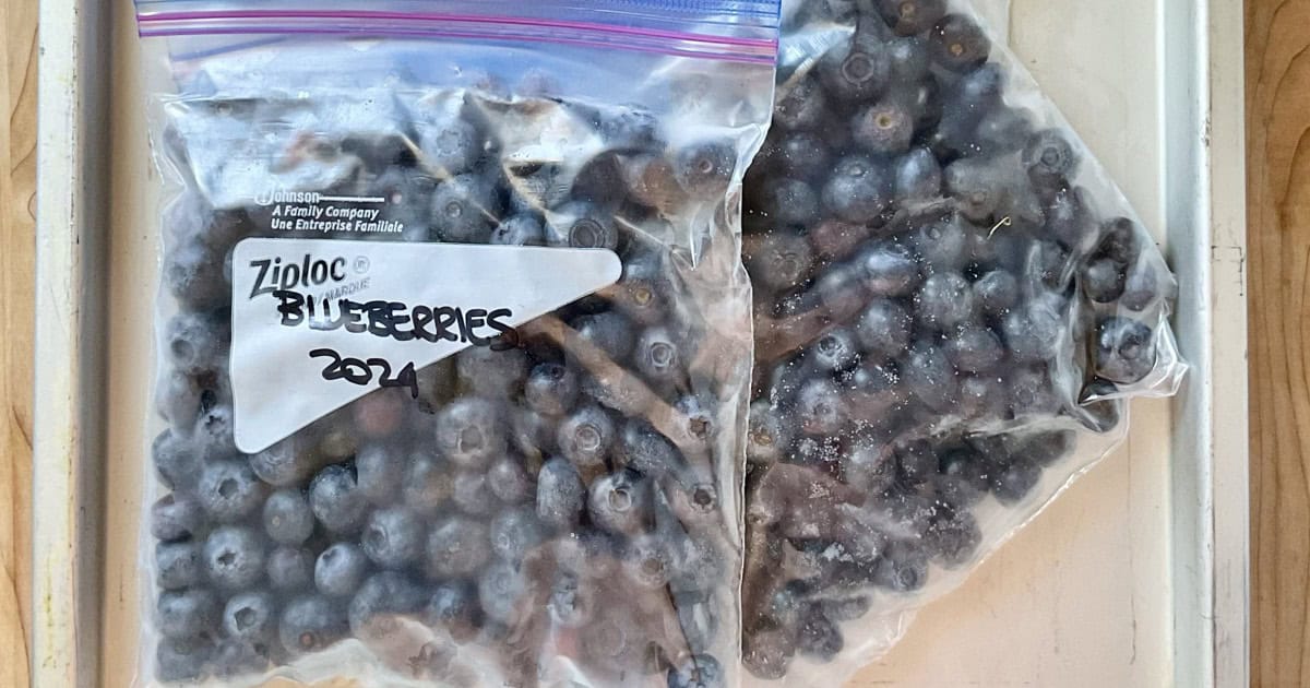 How to Freeze Blueberries: Tips and Tricks - She Loves Biscotti